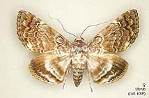 Papua Insects Foundation (Lepidoptera/Noctuidae Dyopsinae thumbnails)